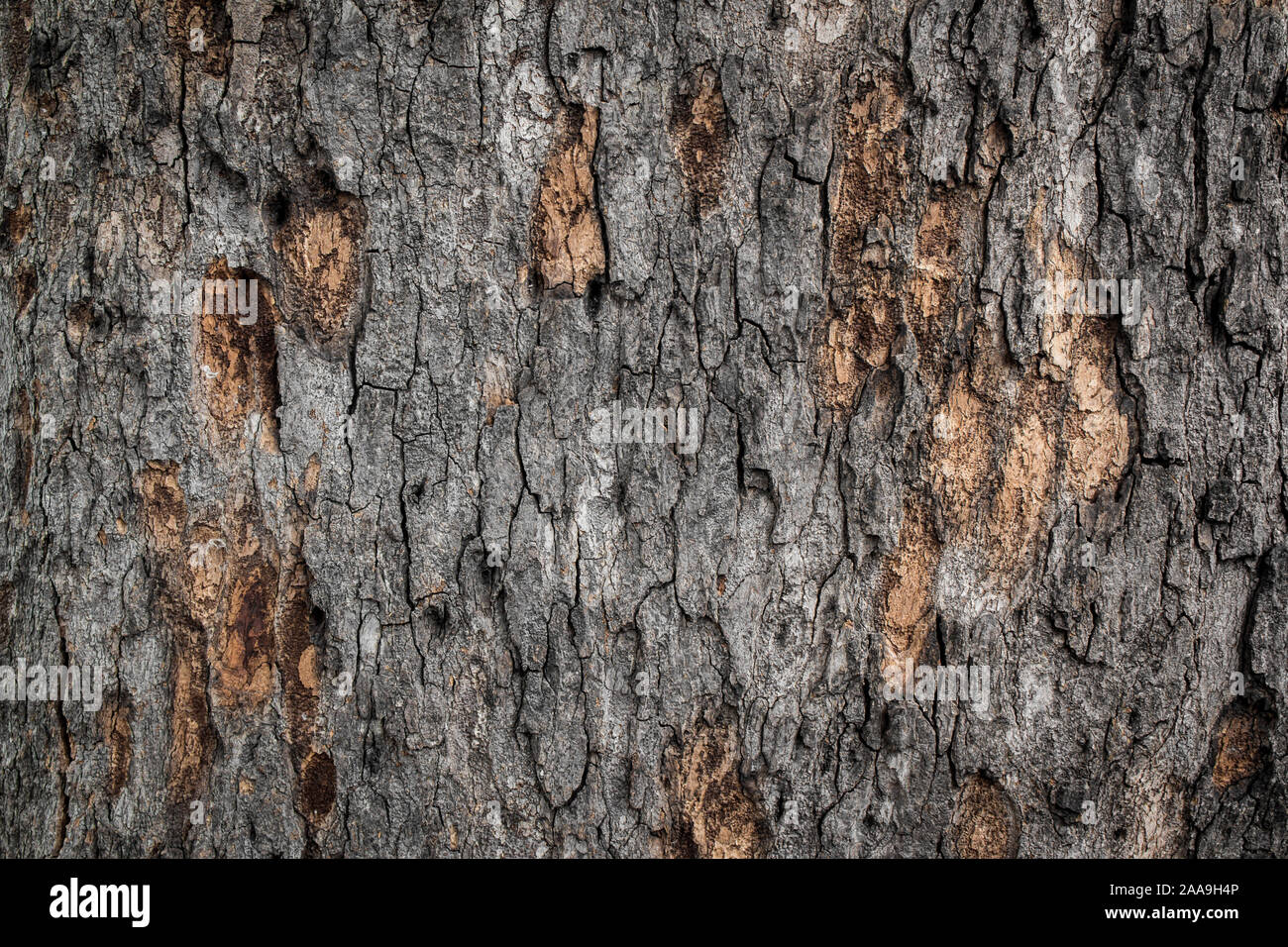 Texture bark from big trees in the forest Stock Photo - Alamy