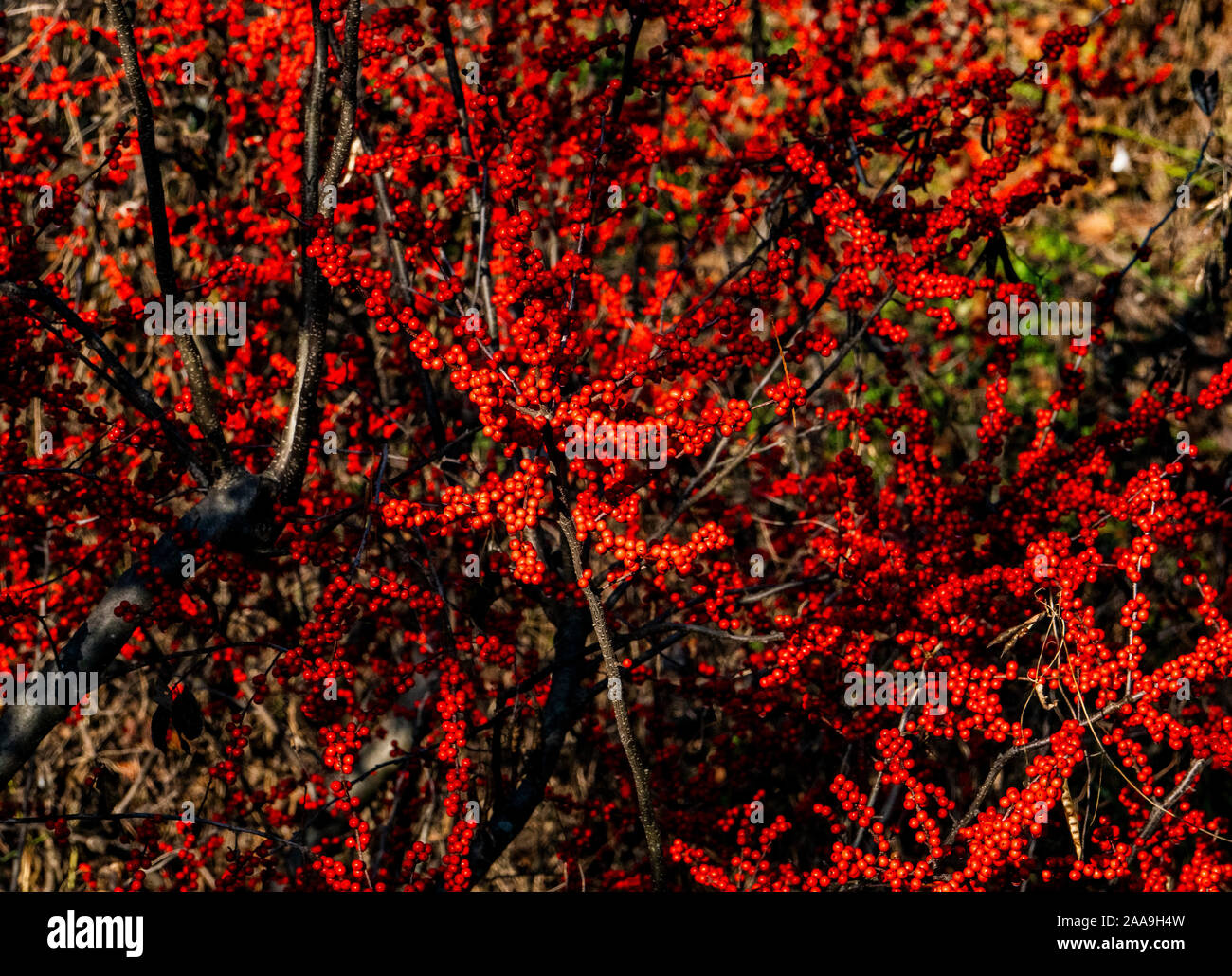 Rred hi-res stock photography and images - Alamy