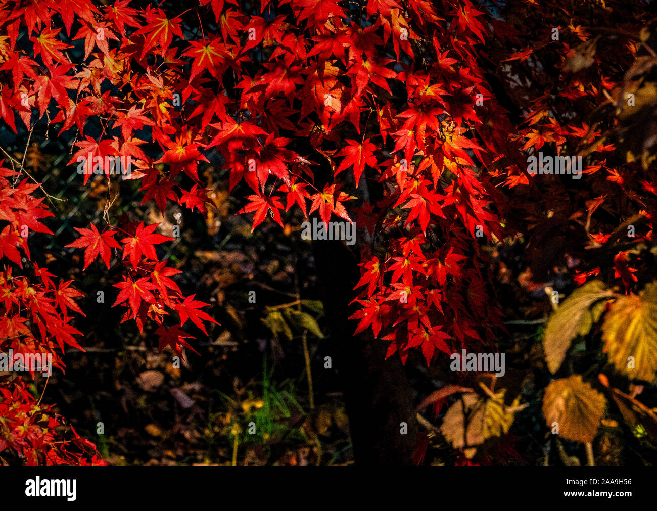 Deep Colors Stock Photos & Deep Colors Stock Images - Alamy