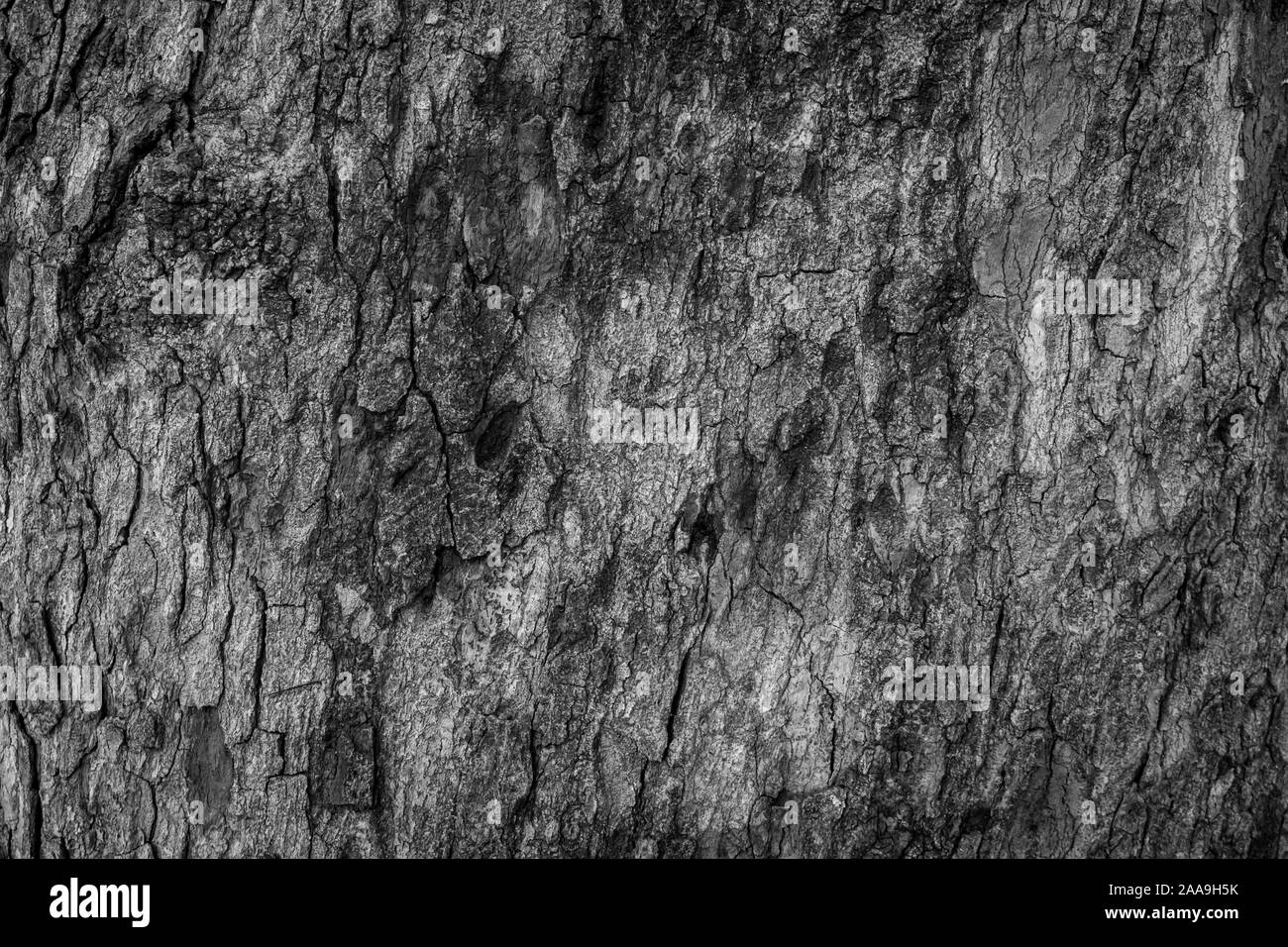 Black and white texture bark from big trees in the forest Stock Photo ...