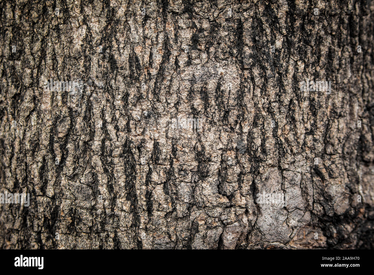 Texture bark from big trees in the forest Stock Photo - Alamy