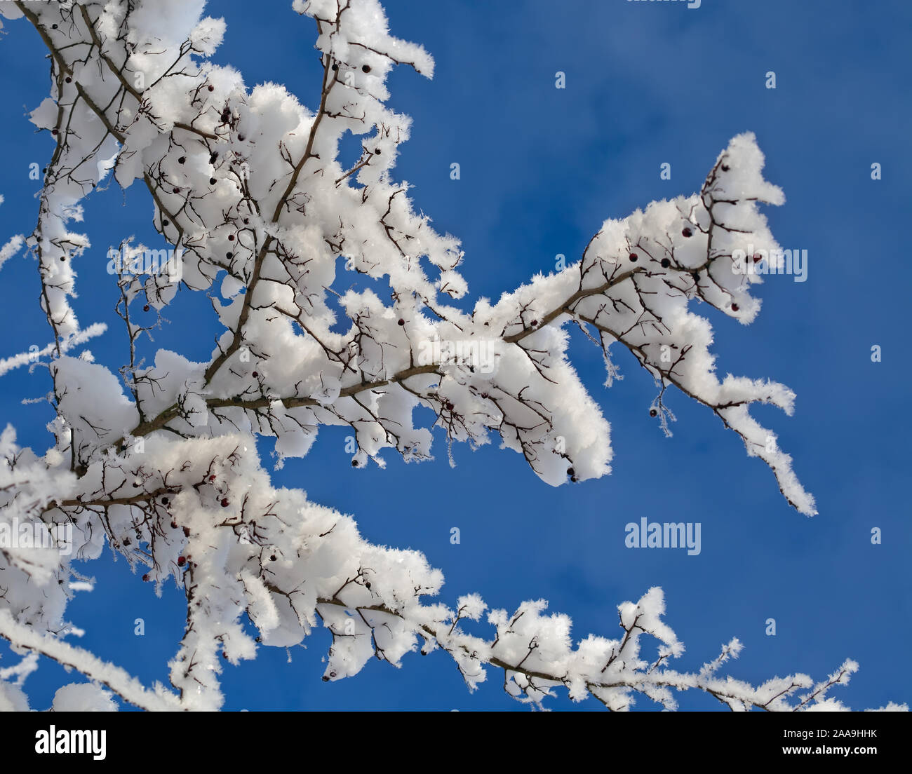 snow covered shrub with red berries Stock Photo - Alamy
