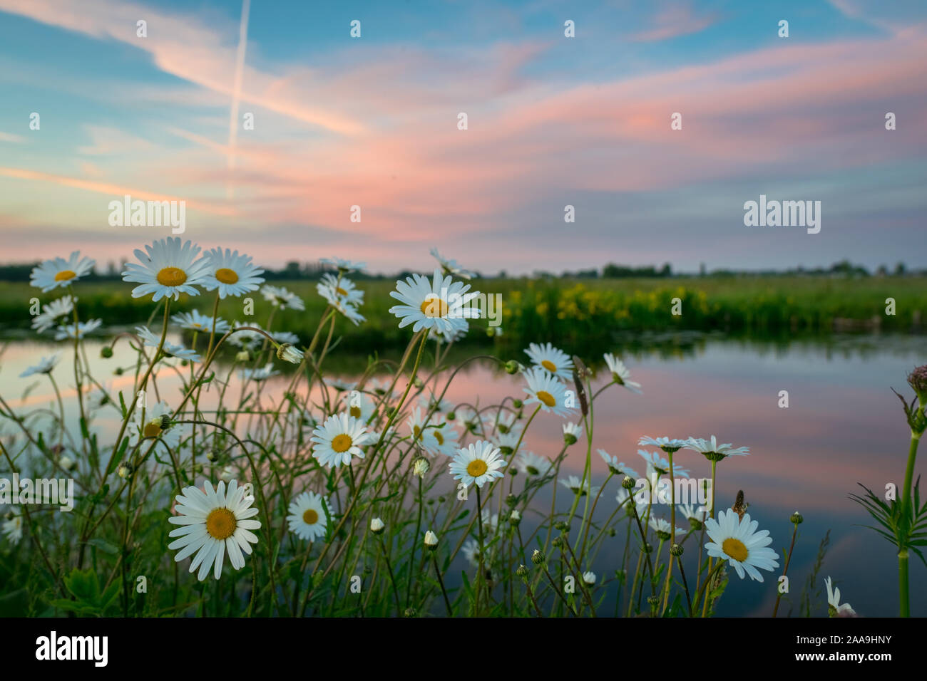 Waterside flowers hi-res stock photography and images - Alamy