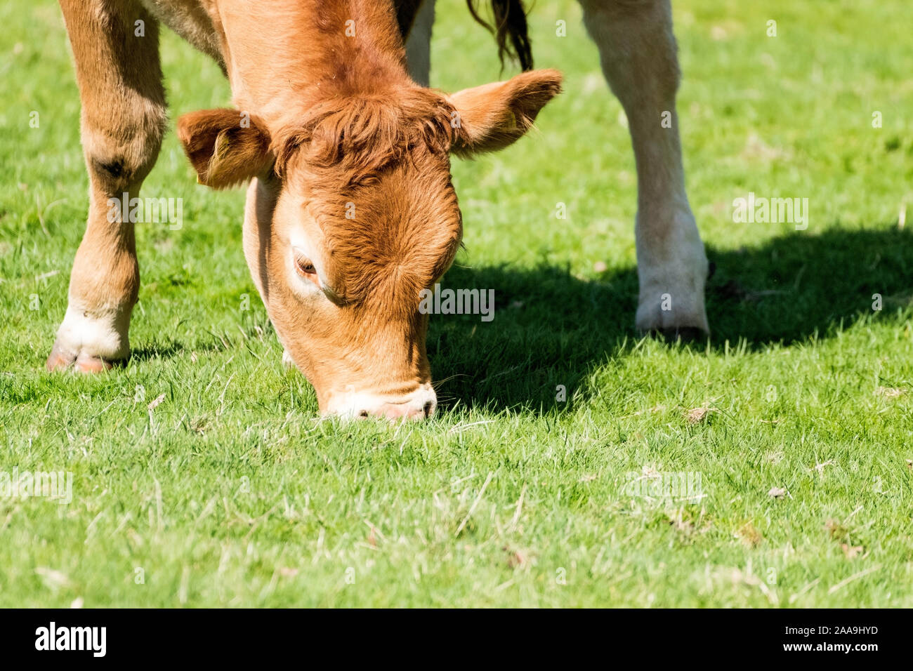 Close up of cow face at the field in uk Stock Photo - Alamy
