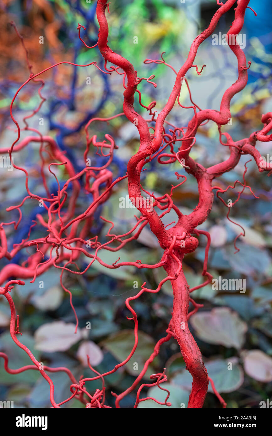Corylus avellana 'Contorta'. Painted corkscrew hazel branches on an autumn display at RHS Wisley ...