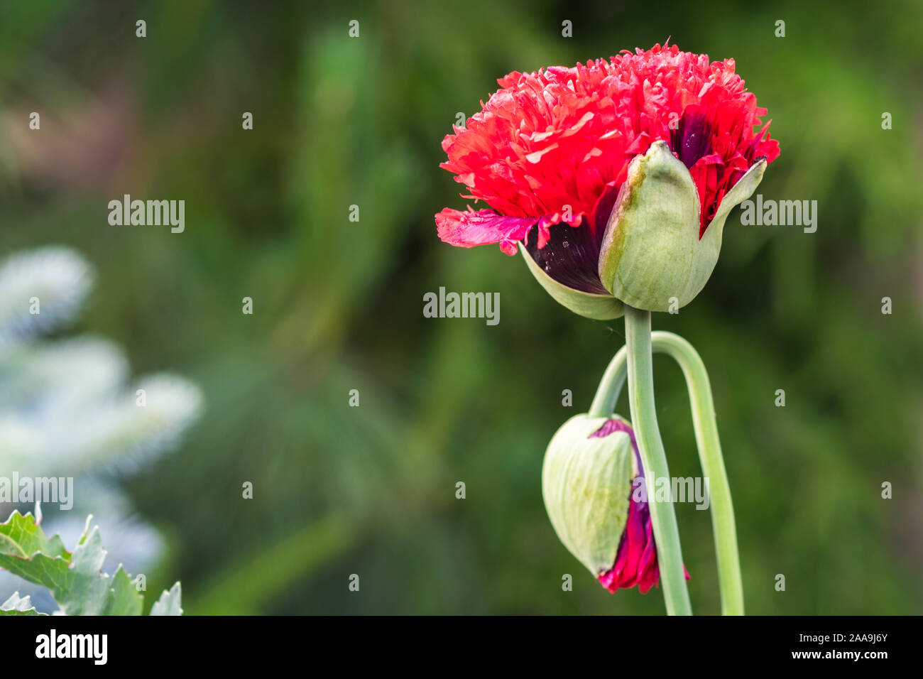 Detailed view of double flowered poppy (Papaver somniferum) in a ...