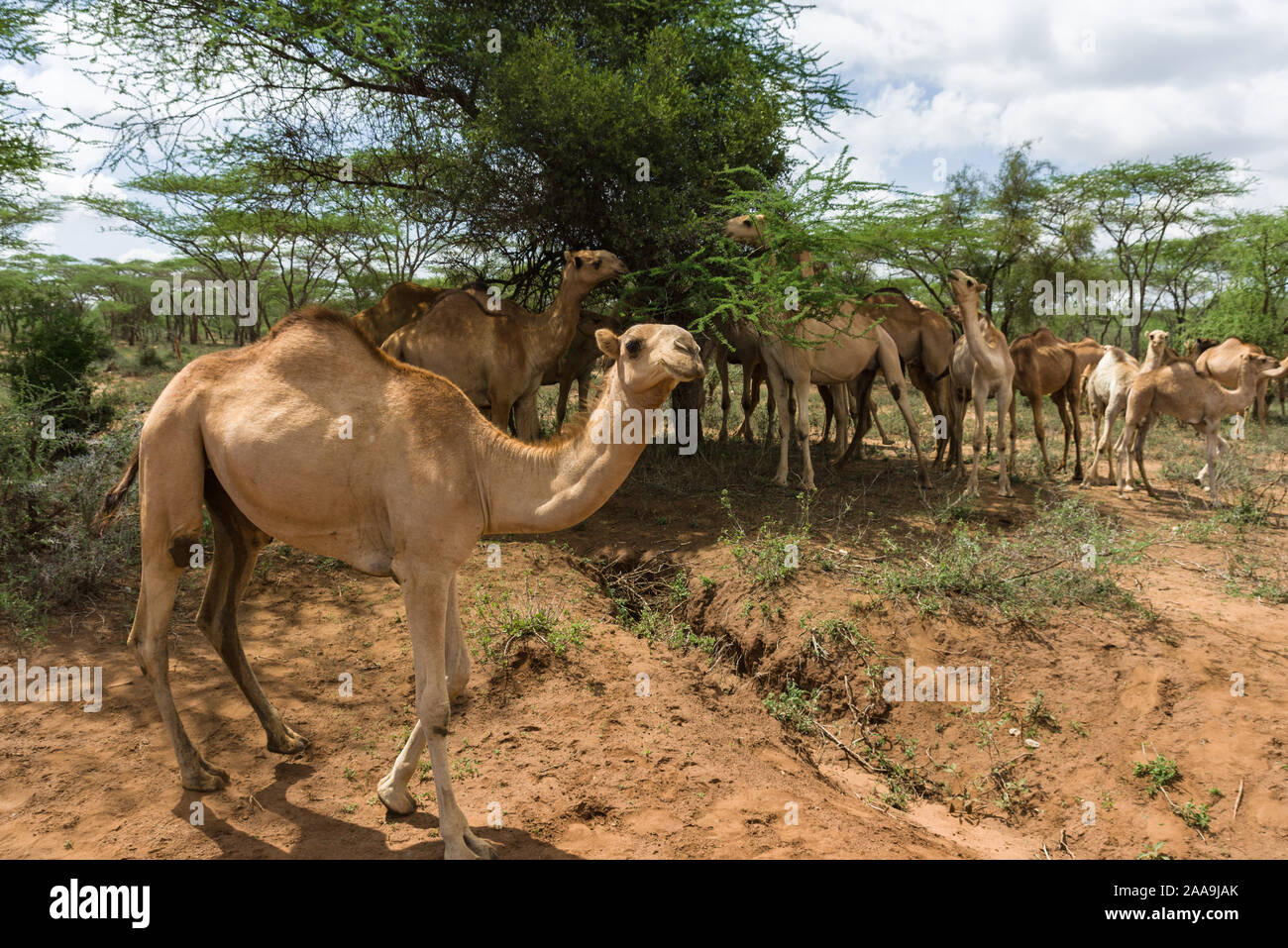 A herd of camels (Camelus dromedarius) on a eating Acacia tree leaves ...