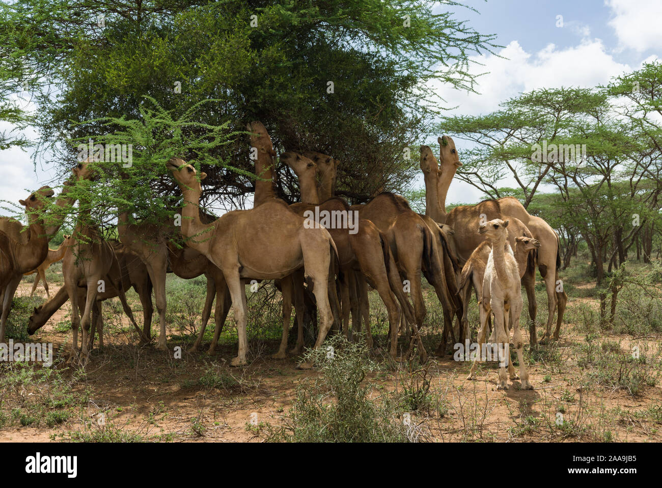 Acacia tree leaves hi-res stock photography and images - Alamy