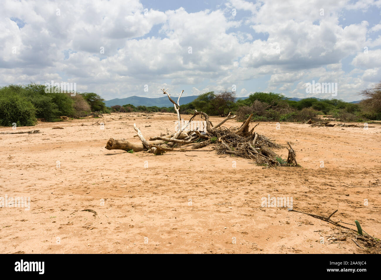 A dry dusty river bed with tree branches on it, Kajiado County, Kenya ...