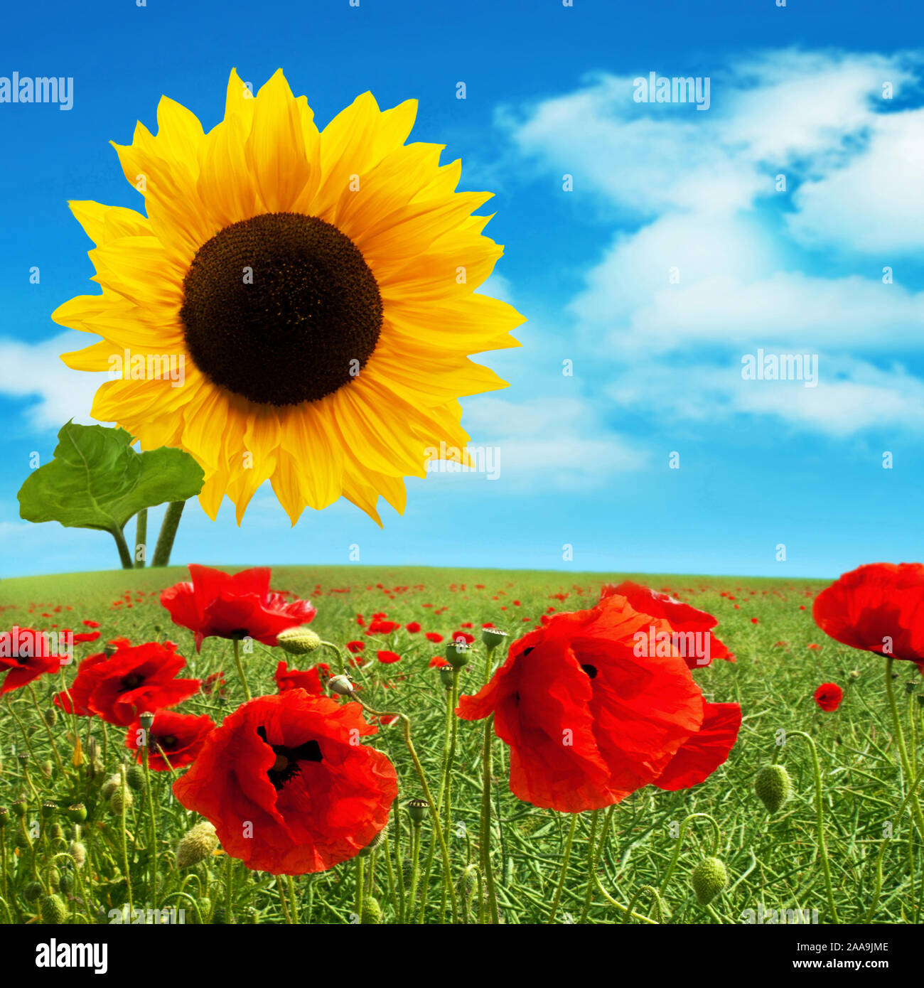 Sunflowers and poppies hi-res stock photography and images - Alamy
