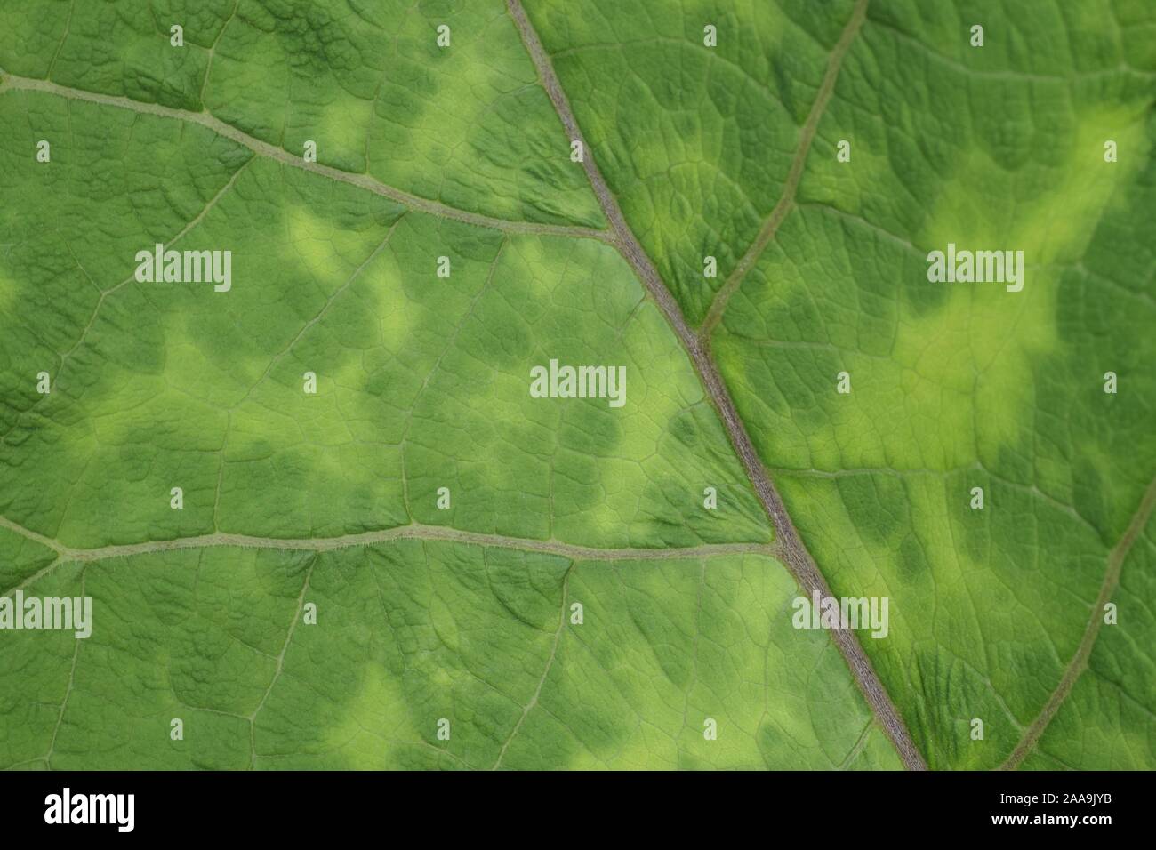Inside of a Green leaf Stock Photo - Alamy