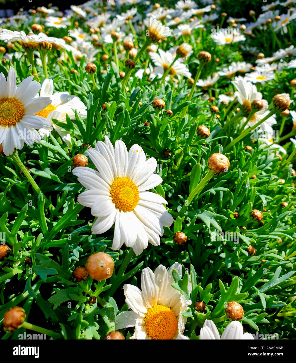 Margarite High Resolution Stock Photography and Images - Alamy