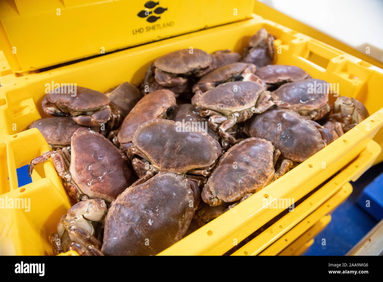 Edible crabs in fish boxes ready for transport to the open market in a ...