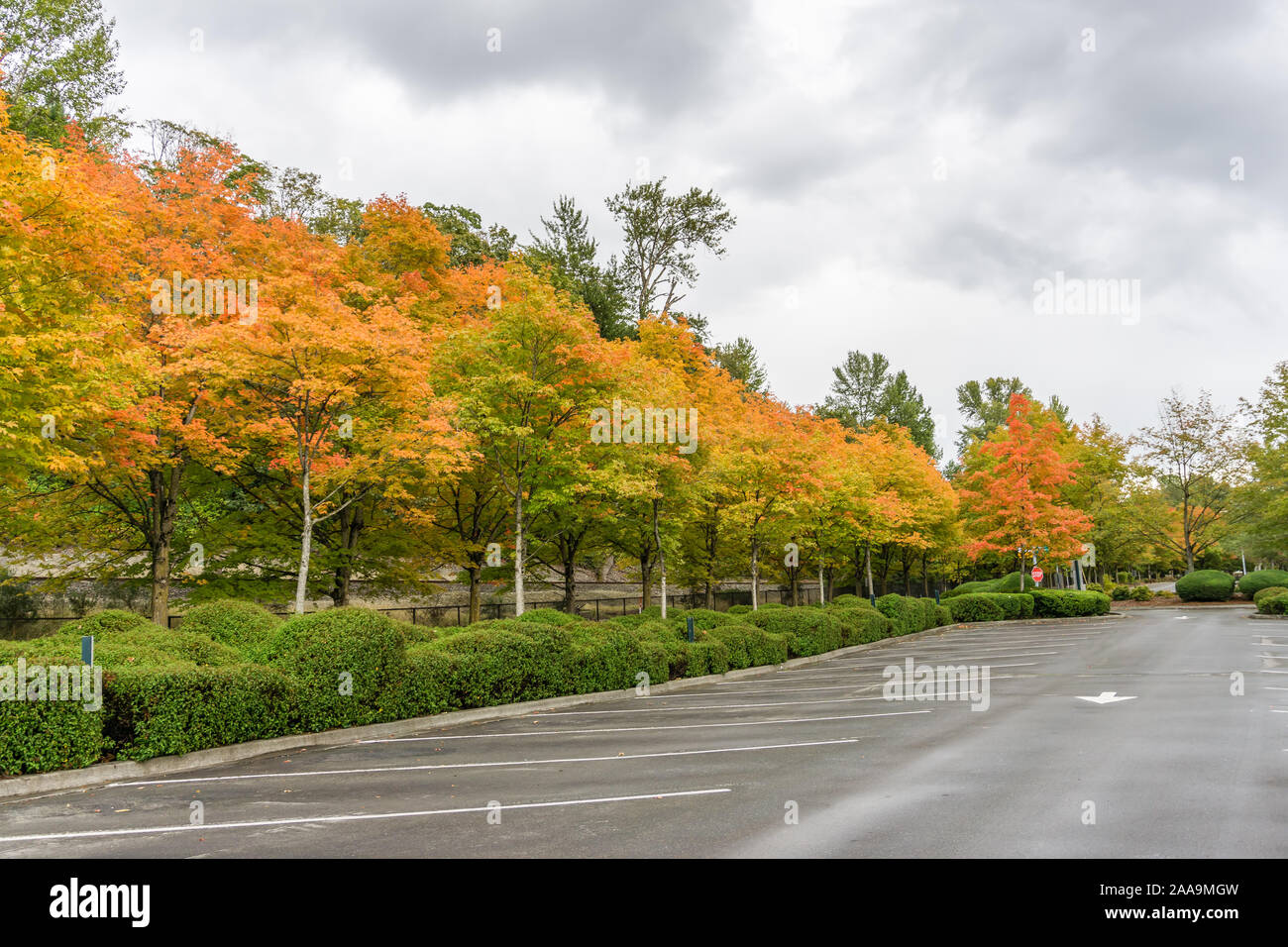 Autumn colors on roadside tree at Gene Coulon Park in Renton, Washington Stock Photo - Alamy