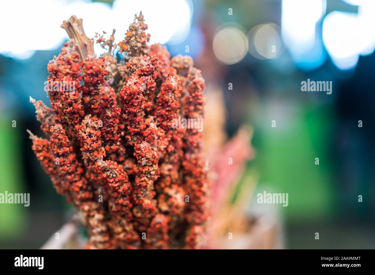 Plant of quinoa seed grain on display at a street food market fair ...