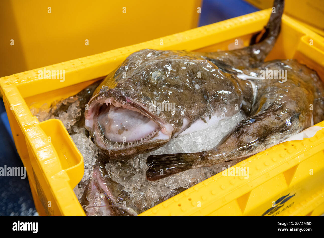Scottish monk fishing hi-res stock photography and images - Alamy