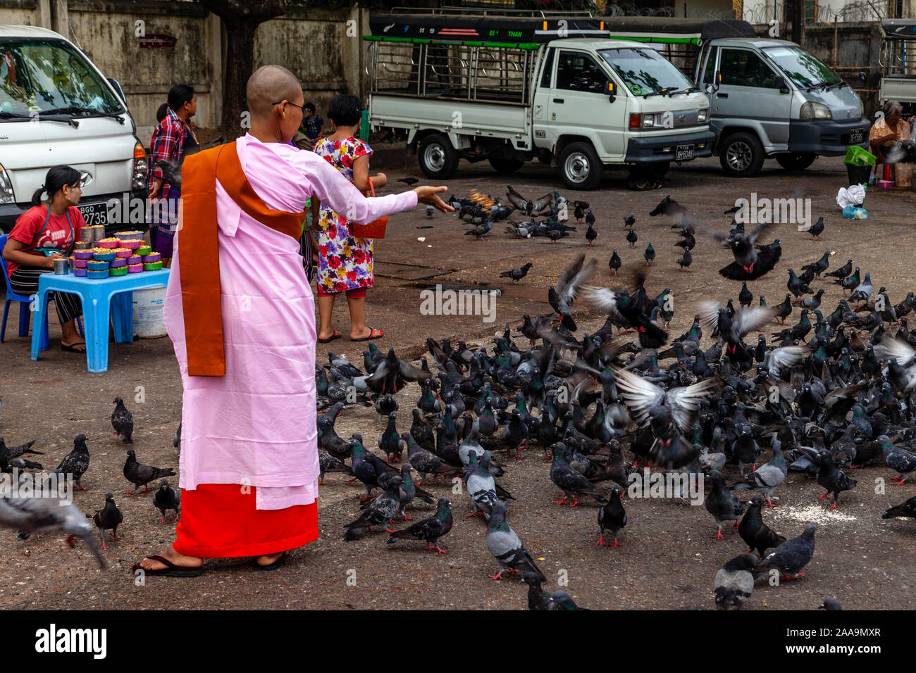 A Buddhist Nun Feeding Pigeons Outside The Shwedagon Pagoda, Yangon ...