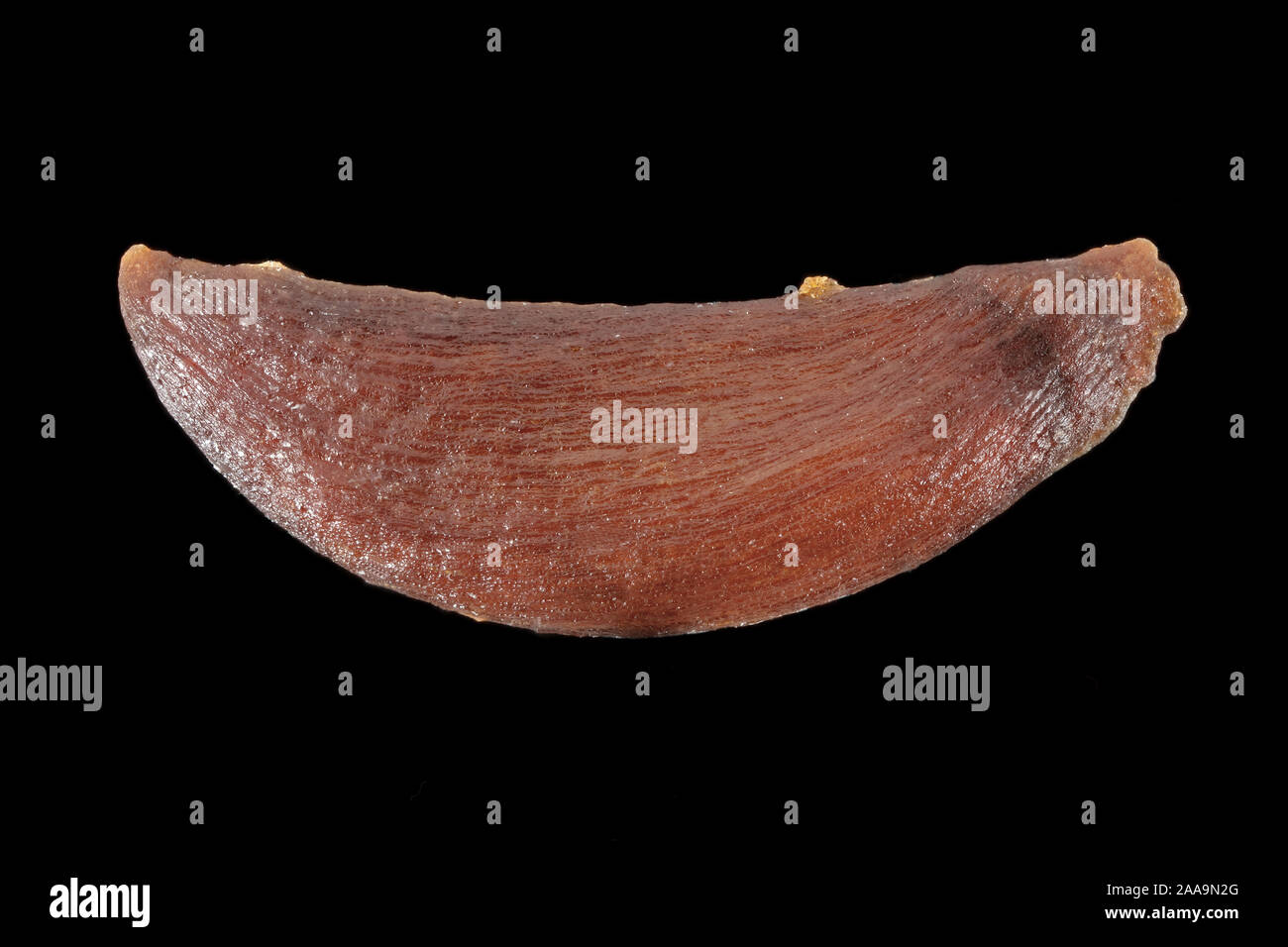 Sorbus aucuparia, Rowan, Vogelbeere, seeds, close up, seed size 3-5 mm ...