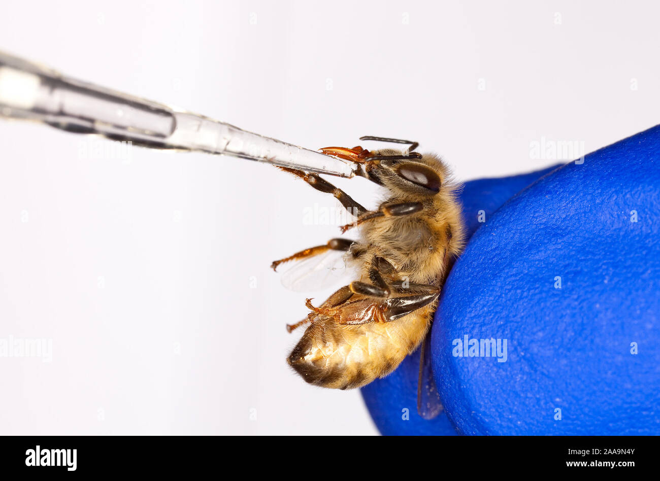 A honey bee being inoculated with Nosema to determine bee infection ...