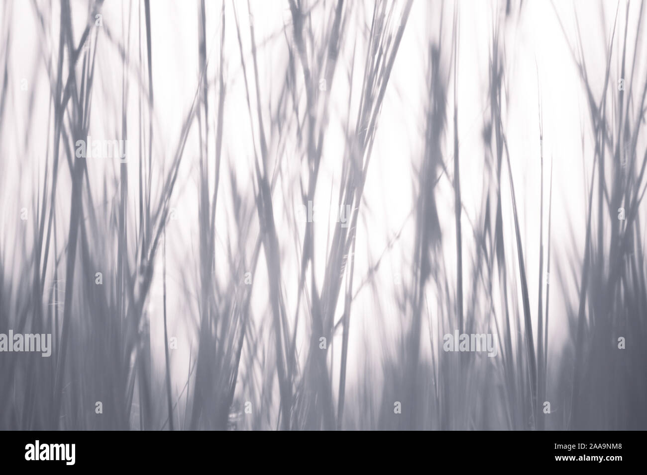 Abstract shadow of grass on white background Stock Photo - Alamy