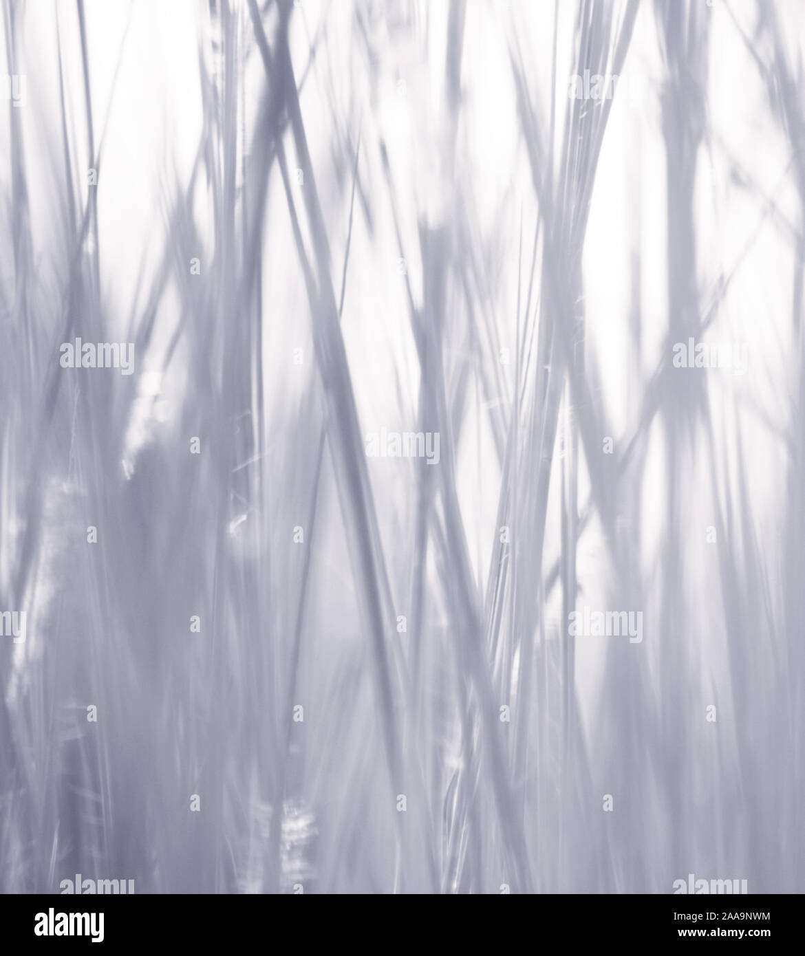 Abstract shadow of grass on white background Stock Photo - Alamy