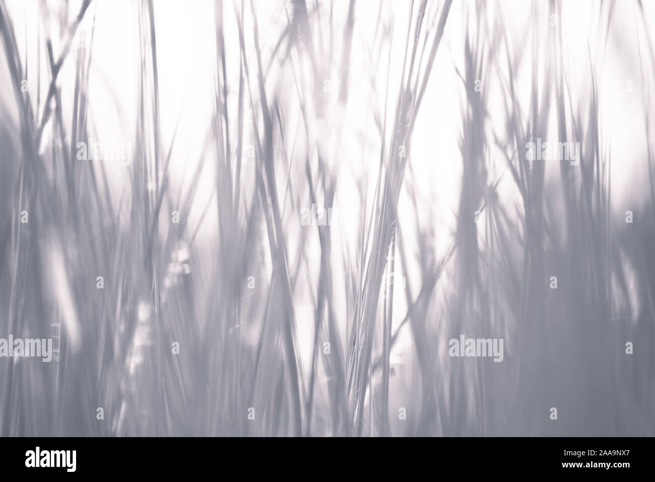 Abstract shadow of grass on white background Stock Photo - Alamy