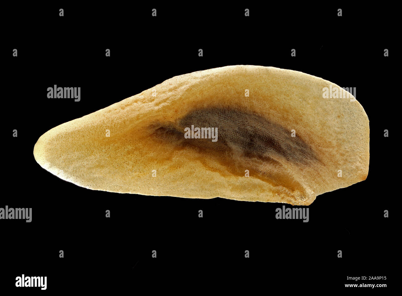 Veratrum album hi-res stock photography and images - Alamy