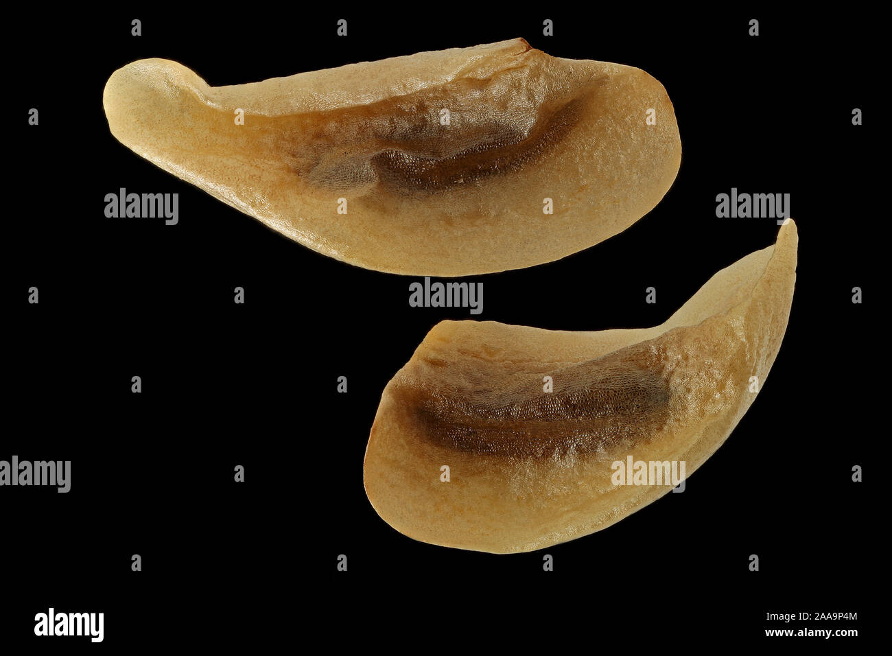 Veratrum album, White hellebore, Weisser Germer, seeds, close up, seed ...