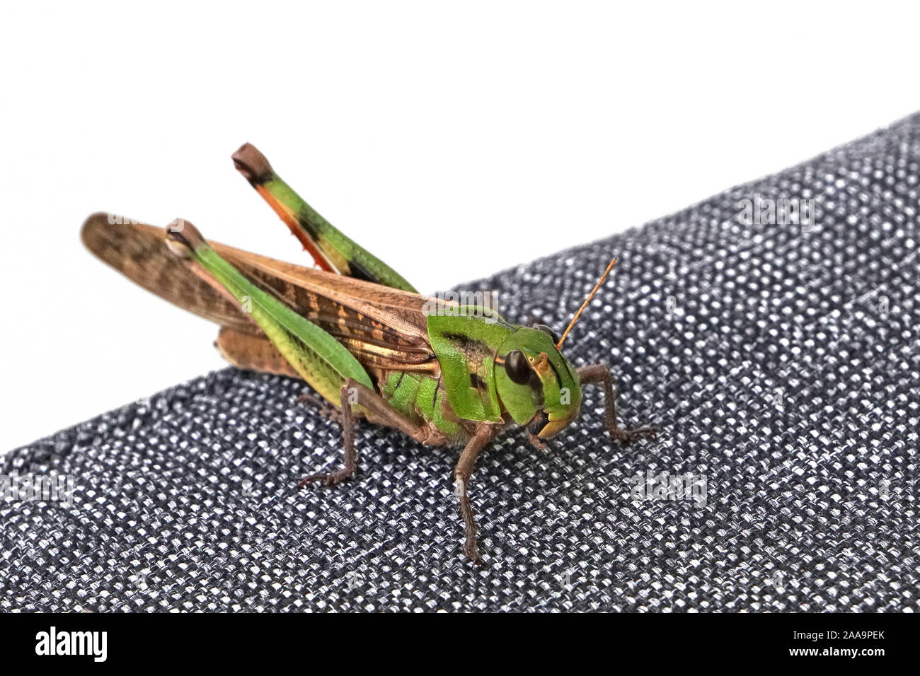 A large green grasshopper insect sitting on the arm of a chair Stock ...