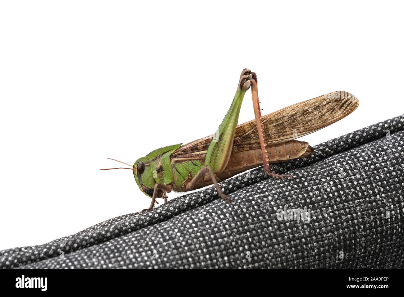 A large green grasshopper insect sitting on the arm of a chair Stock ...