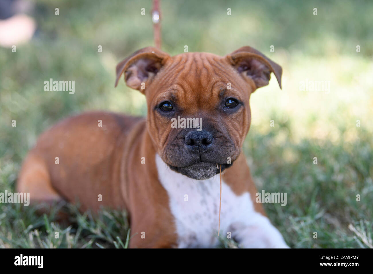 Puppy Staffordshire Terrier lying in the grass Stock Photo - Alamy