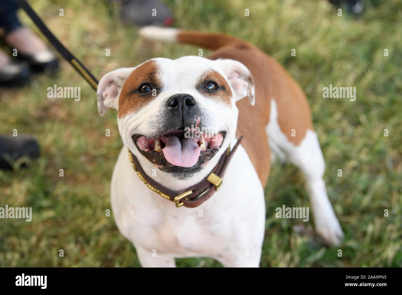 Smiling staffordshire bull terrier hi-res stock photography and images ...