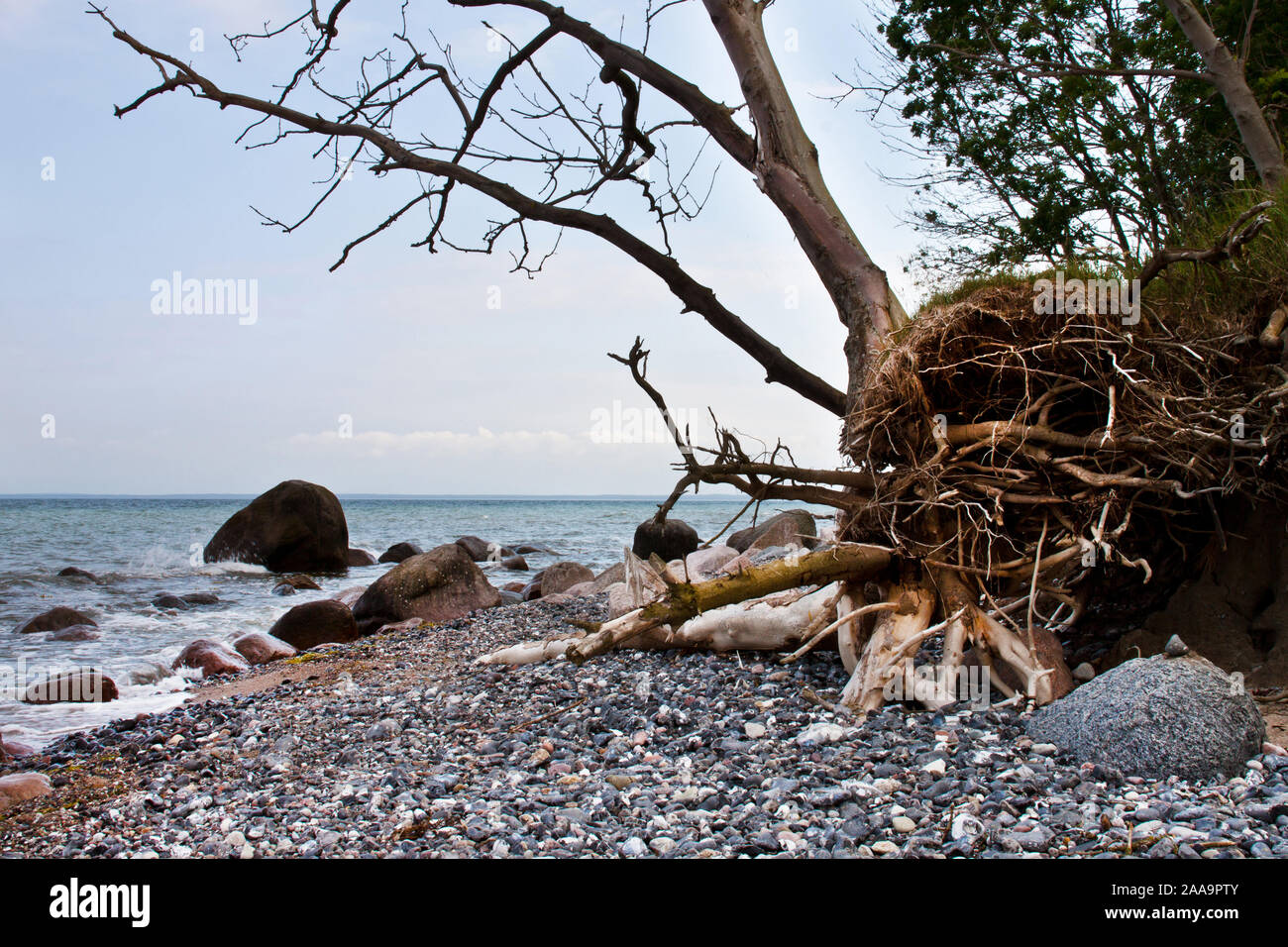 Storm damaged tree and Baltic Sea Stock Photo - Alamy