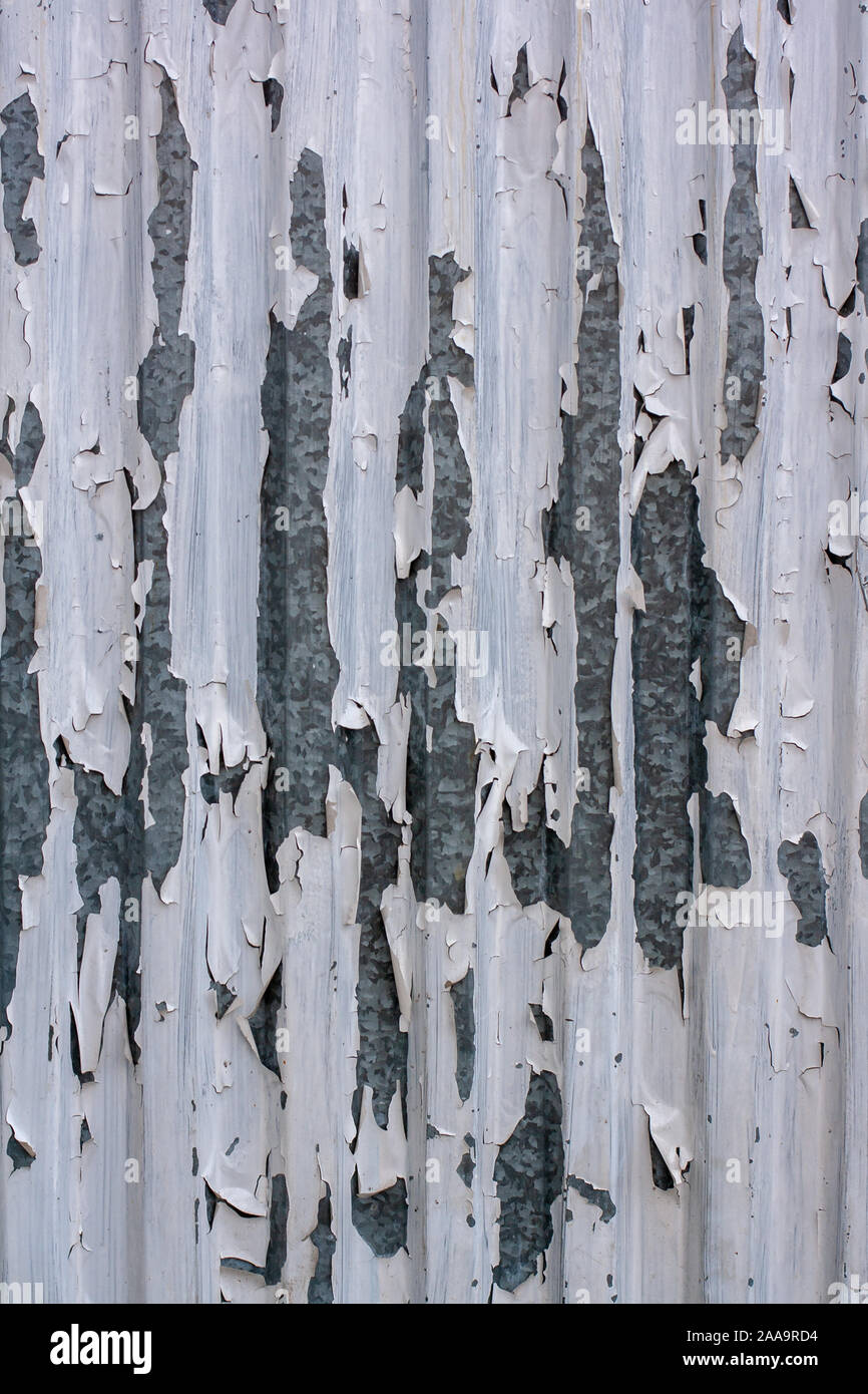 Texture peeled off white paint on galvanized metal. Paint hangs in ...