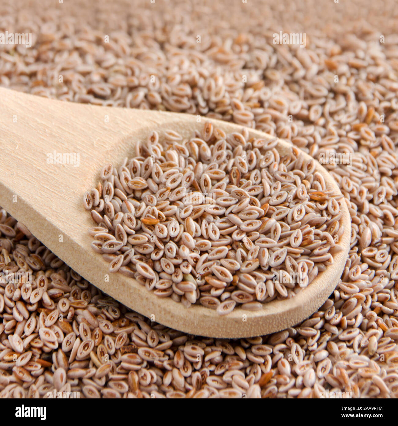Psyllium Seeds In Hindi