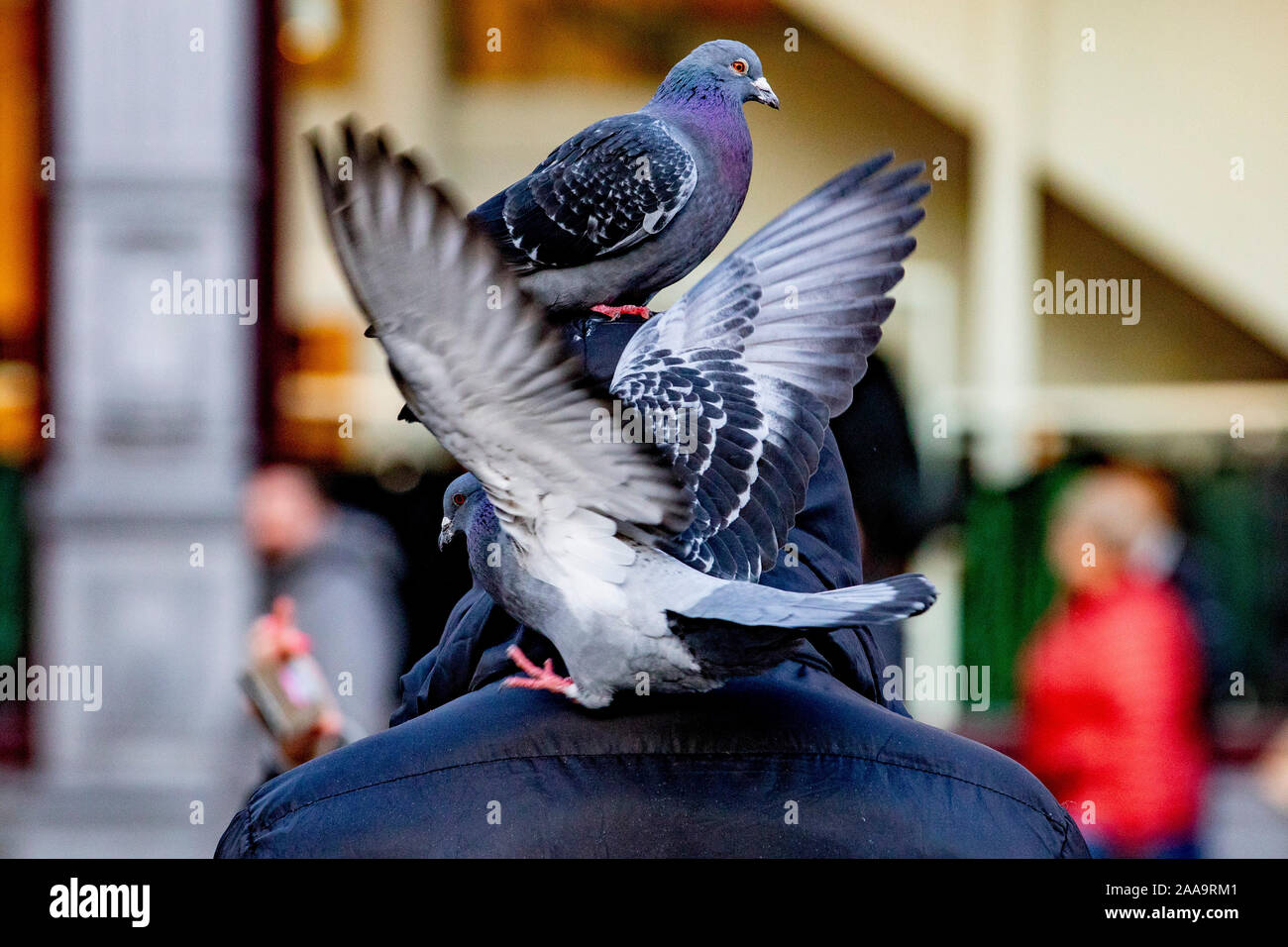 Duiven hi-res stock photography and images - Alamy
