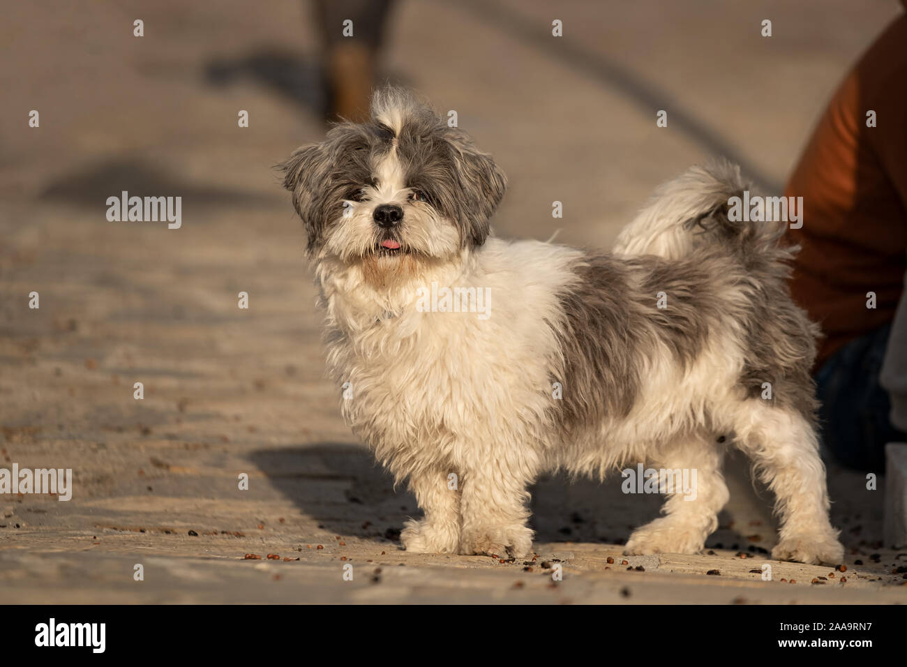 Small grey dog hi-res stock photography and images - Alamy