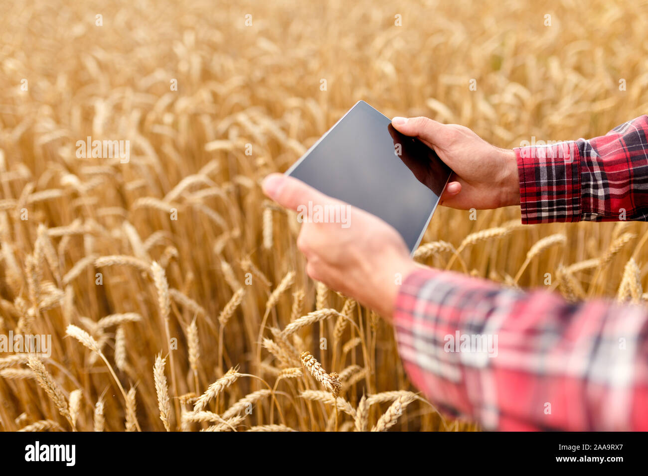 Smart farming using modern technologies in agriculture. Man agronomist ...