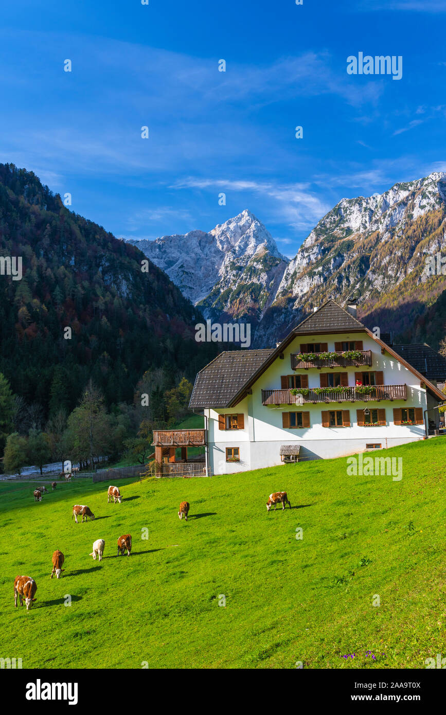 An alpine scene in Rabanov Kot with fall foliage color in the Logar ...