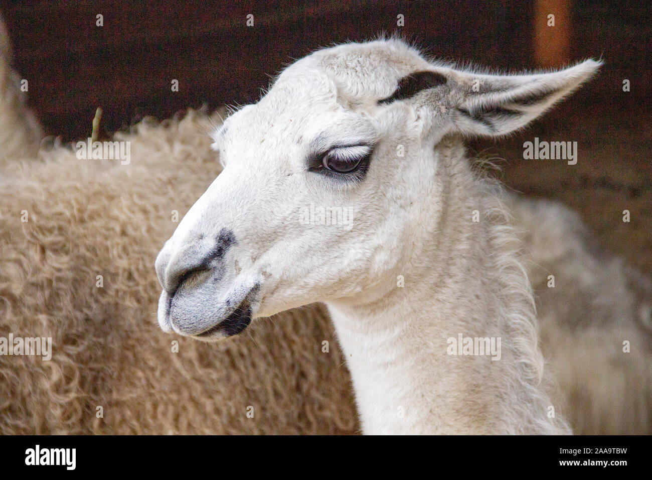 A llama, Lama glama, is a species of camel. It is distributed in the ...