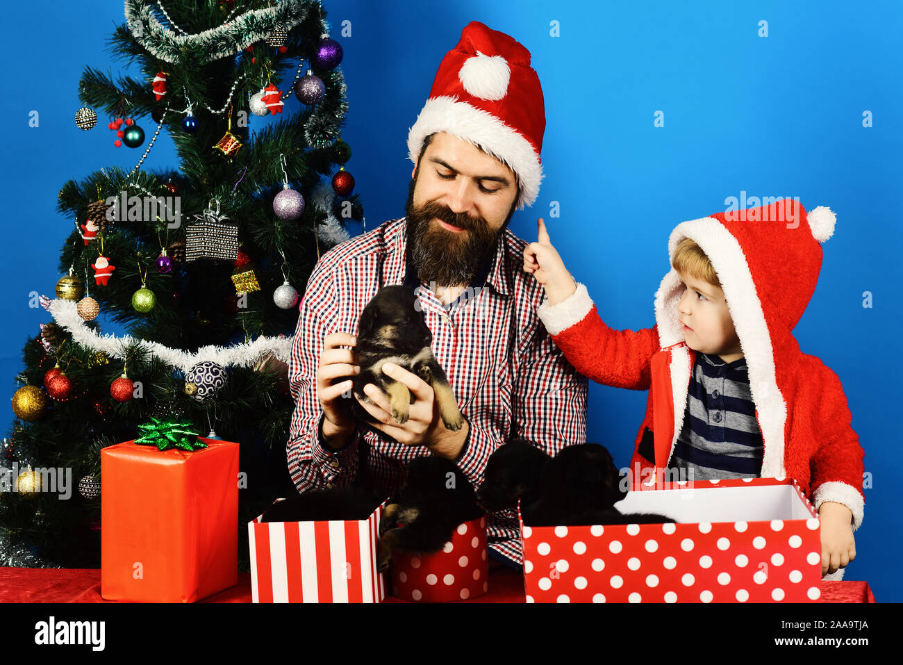 Man and boy in Santa hat and hood play with puppies. Dad with beard and ...