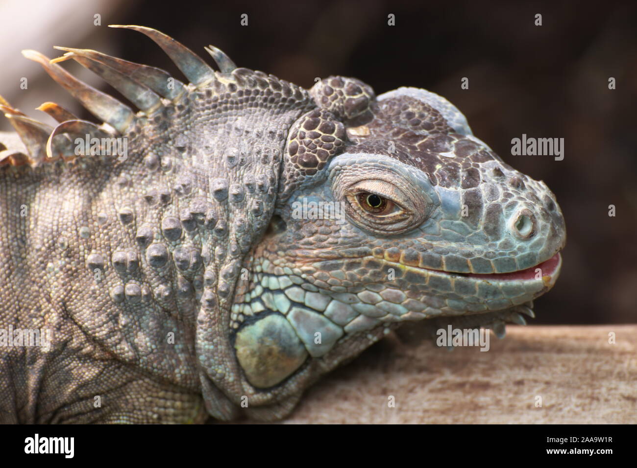 Green iguanas iguana iguana hi-res stock photography and images - Alamy