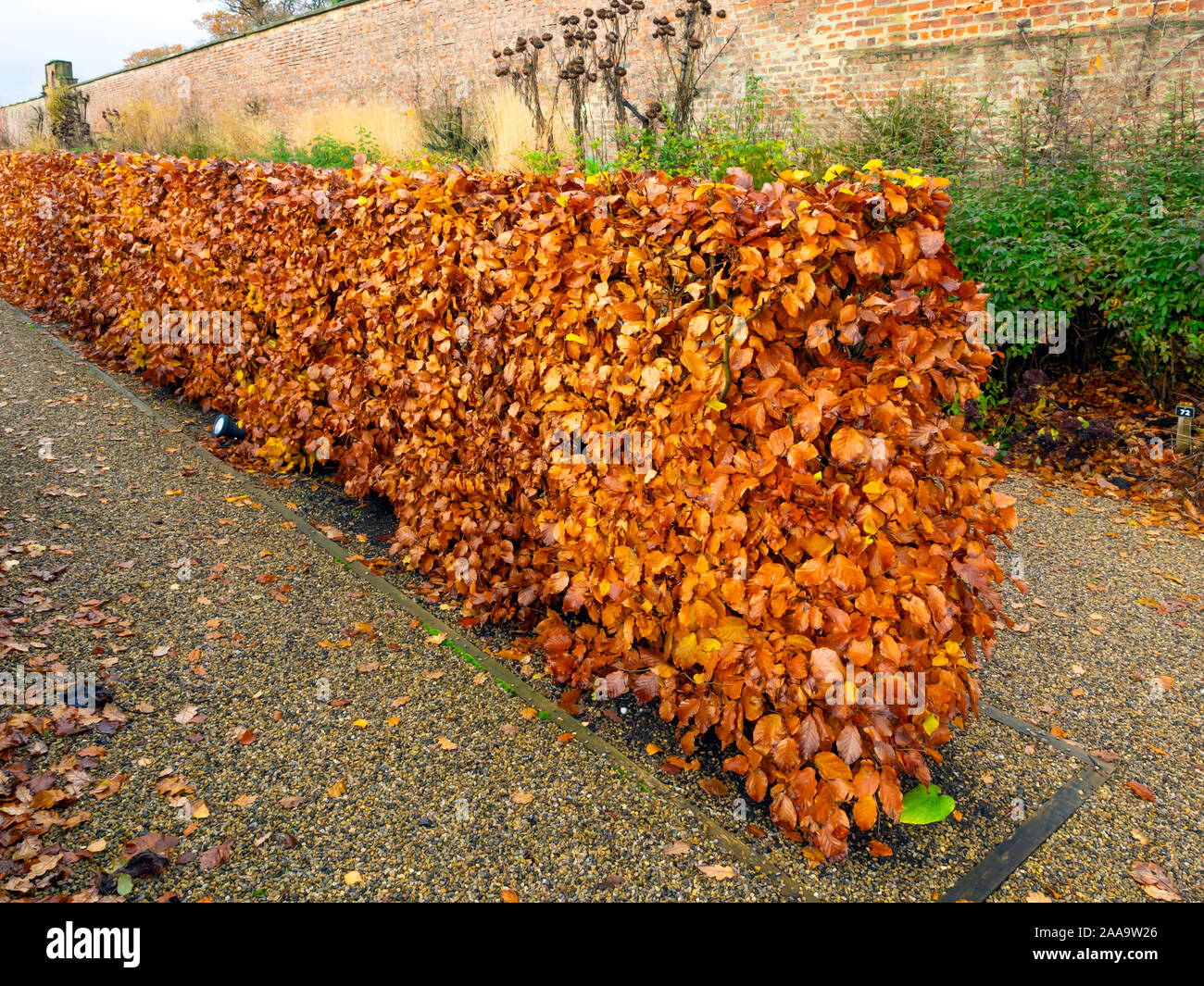 A fine beech hedge with golden brown leaves in autumn Stock Photo - Alamy