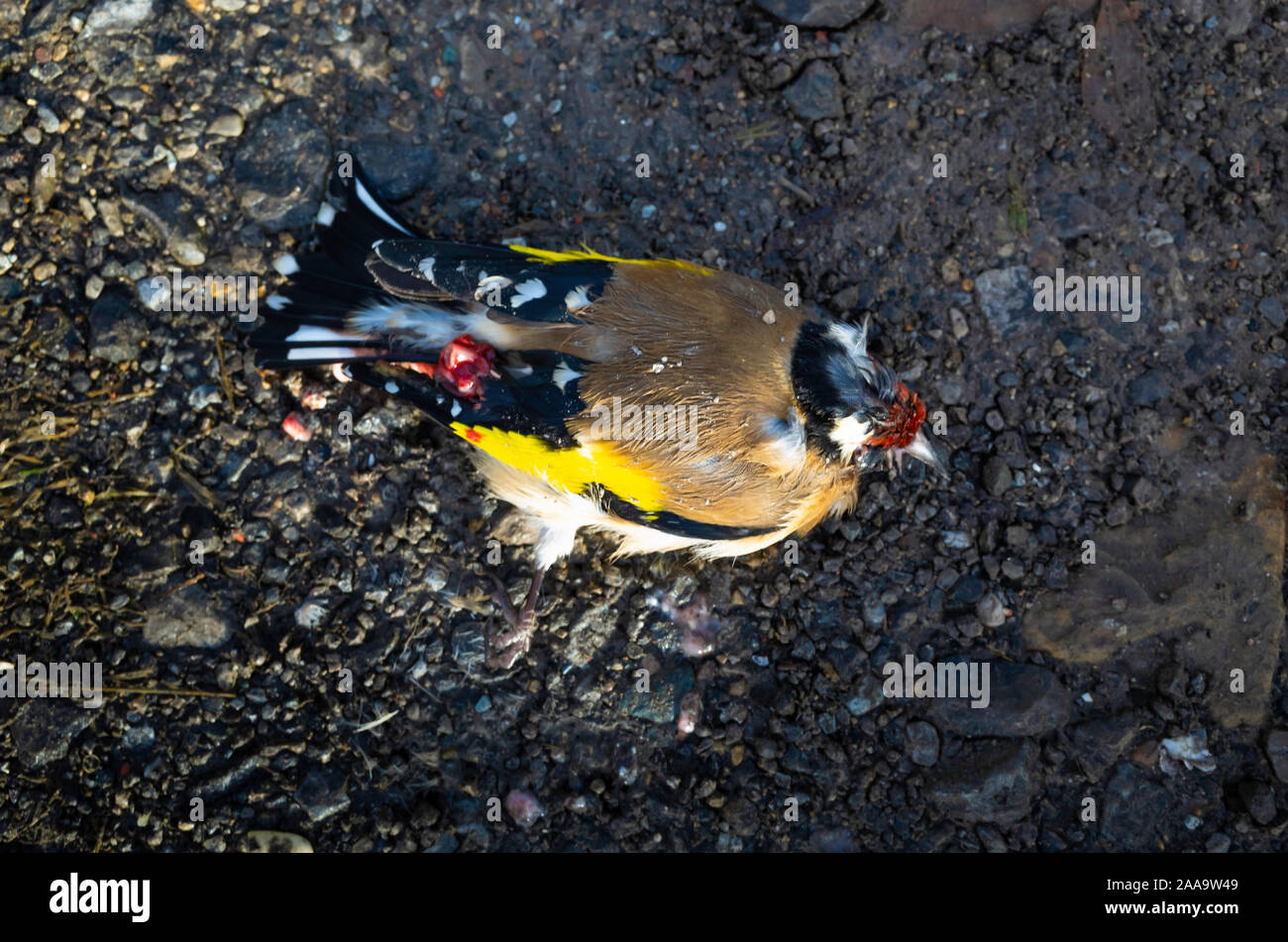 A dead Goldfinch Carduelis carduelis in Yorkshire in autumn apparently ...