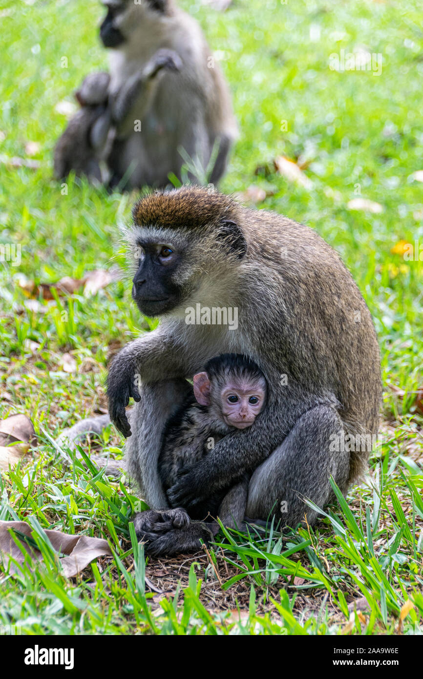 Vervet monkey (Chlorocebus pygerythrus) with newborn baby, Entebbe ...