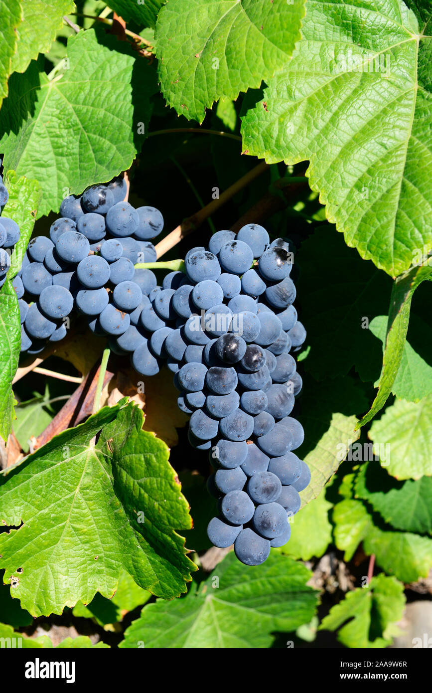 Syrah and wine hi-res stock photography and images - Alamy