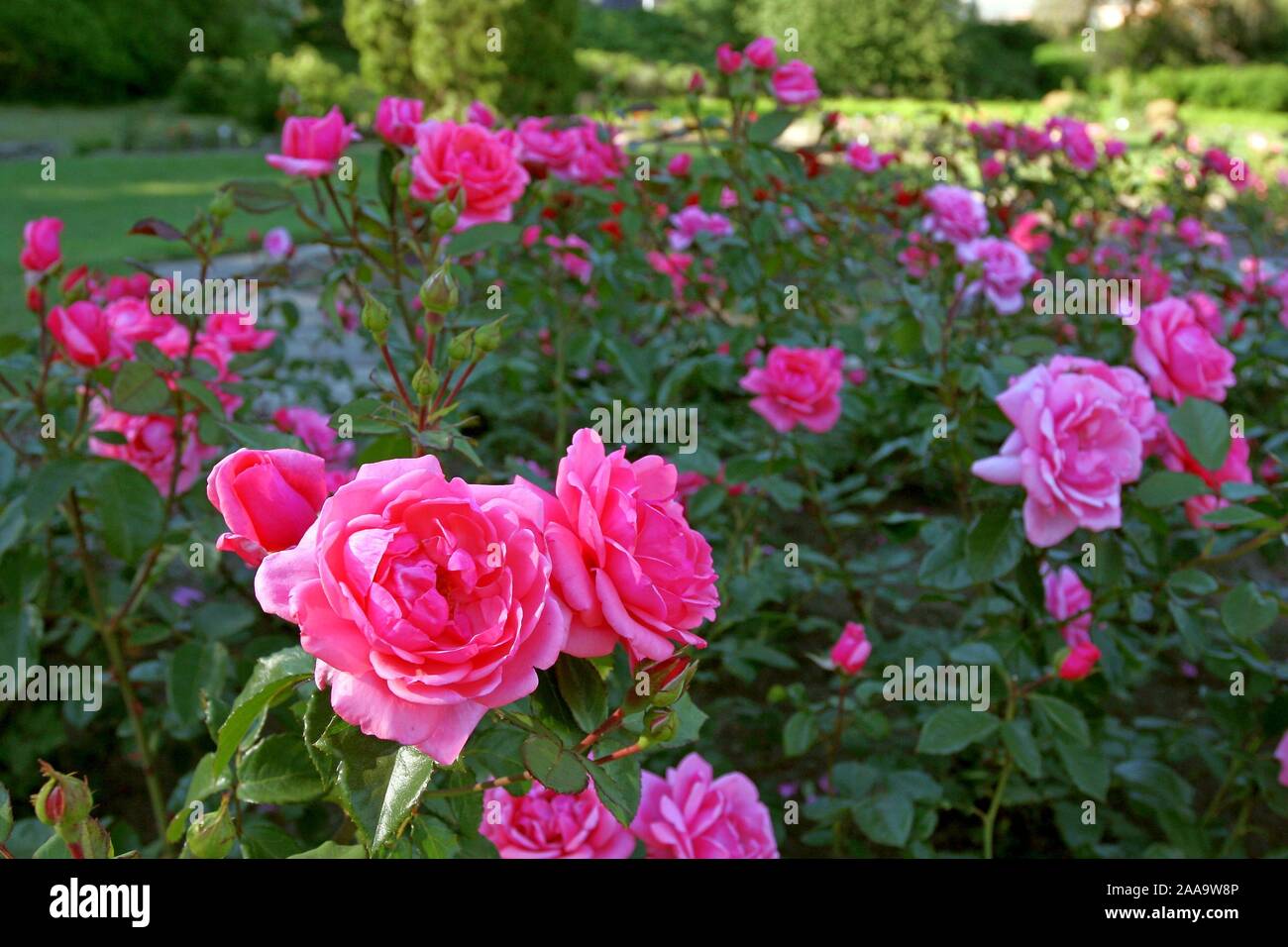 Roses in front of green leaves hi-res stock photography and images - Alamy