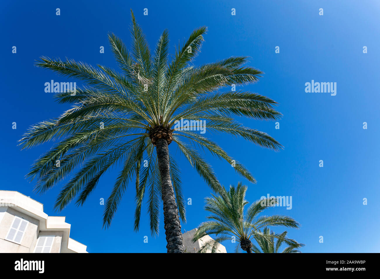 Palm tree on the beach of Palma de Mallorca, Spain Stock Photo - Alamy