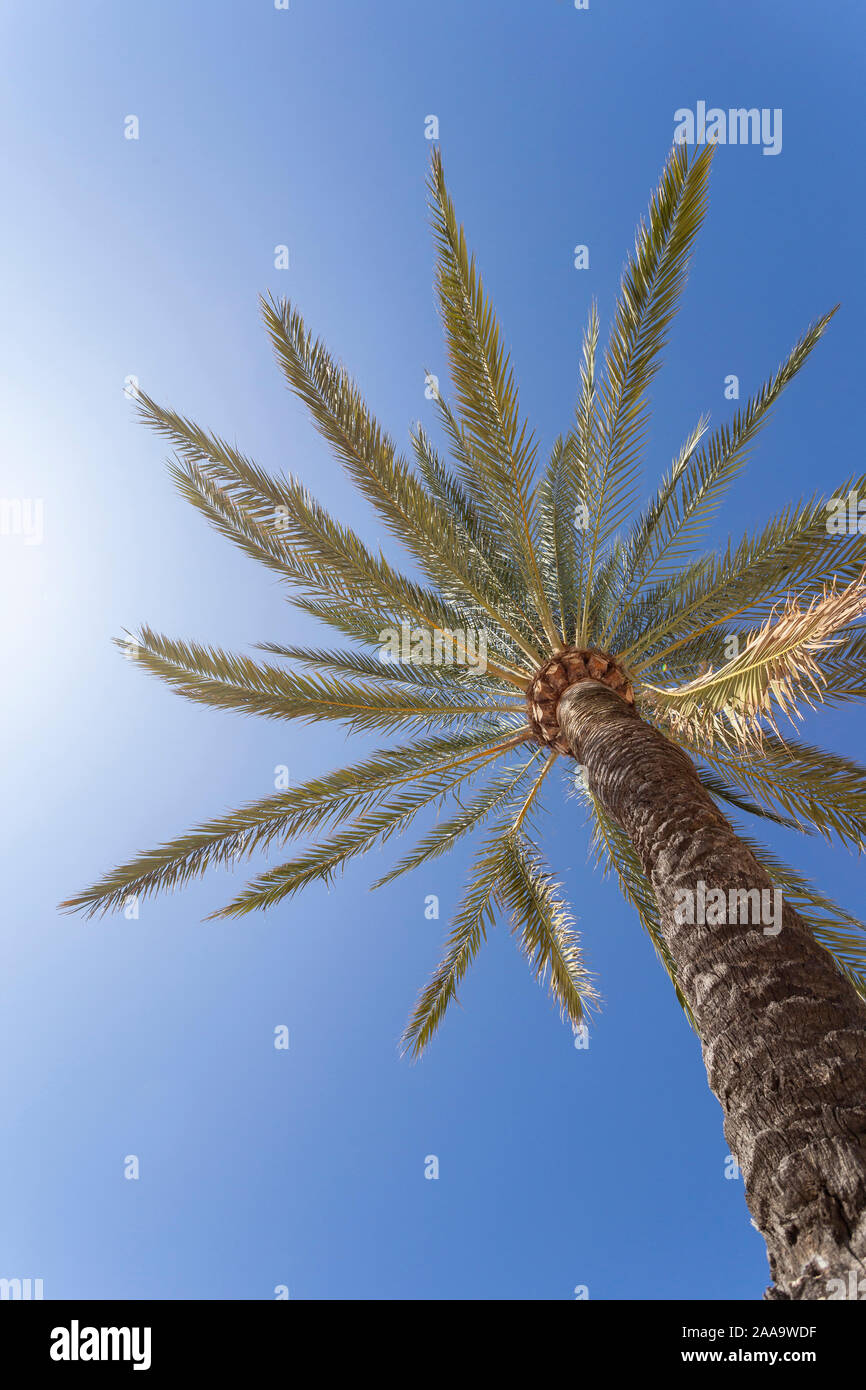 Palm tree on the beach of Palma de Mallorca, Spain Stock Photo - Alamy