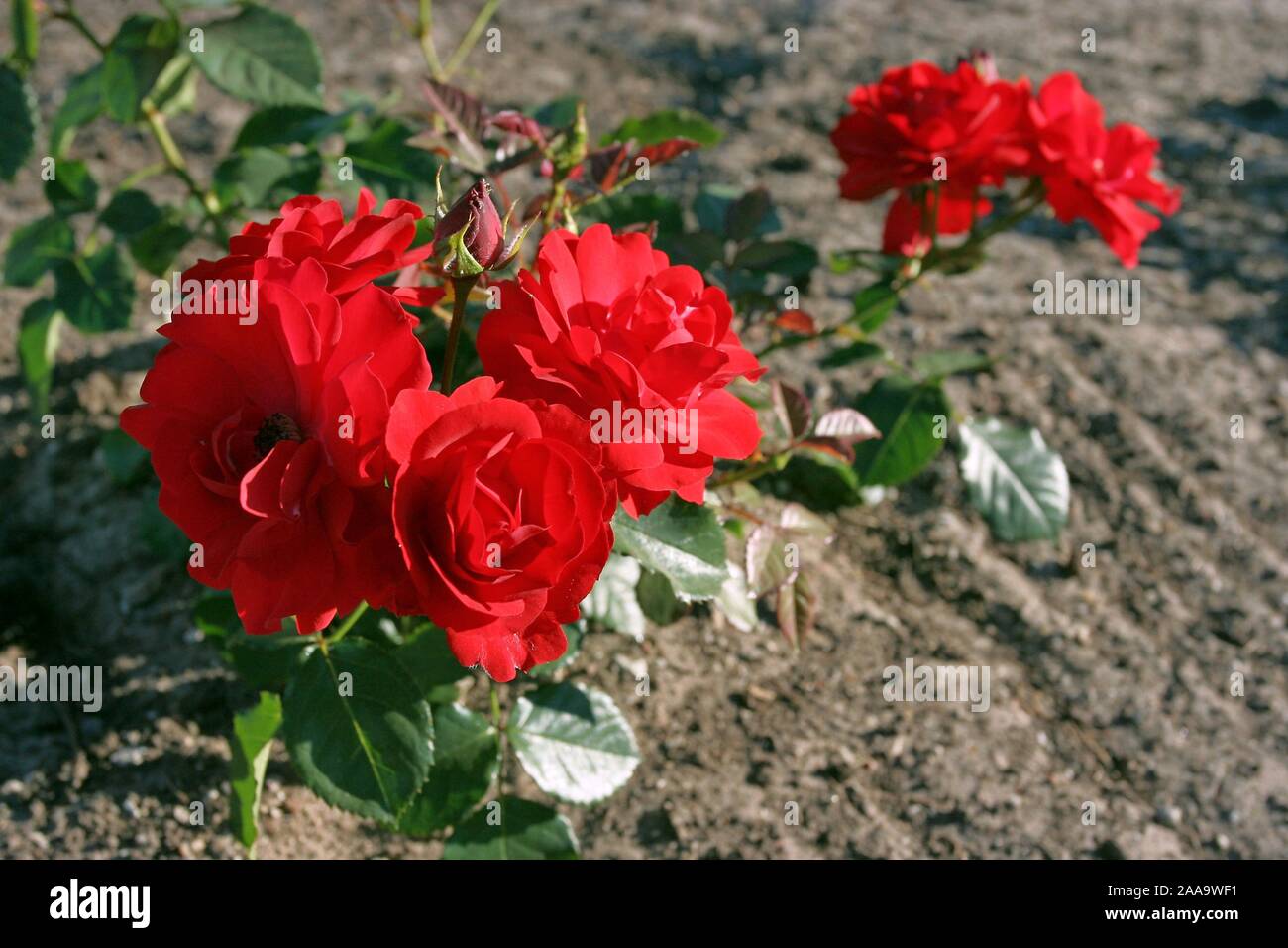 Blossomed flower garden hi-res stock photography and images - Alamy
